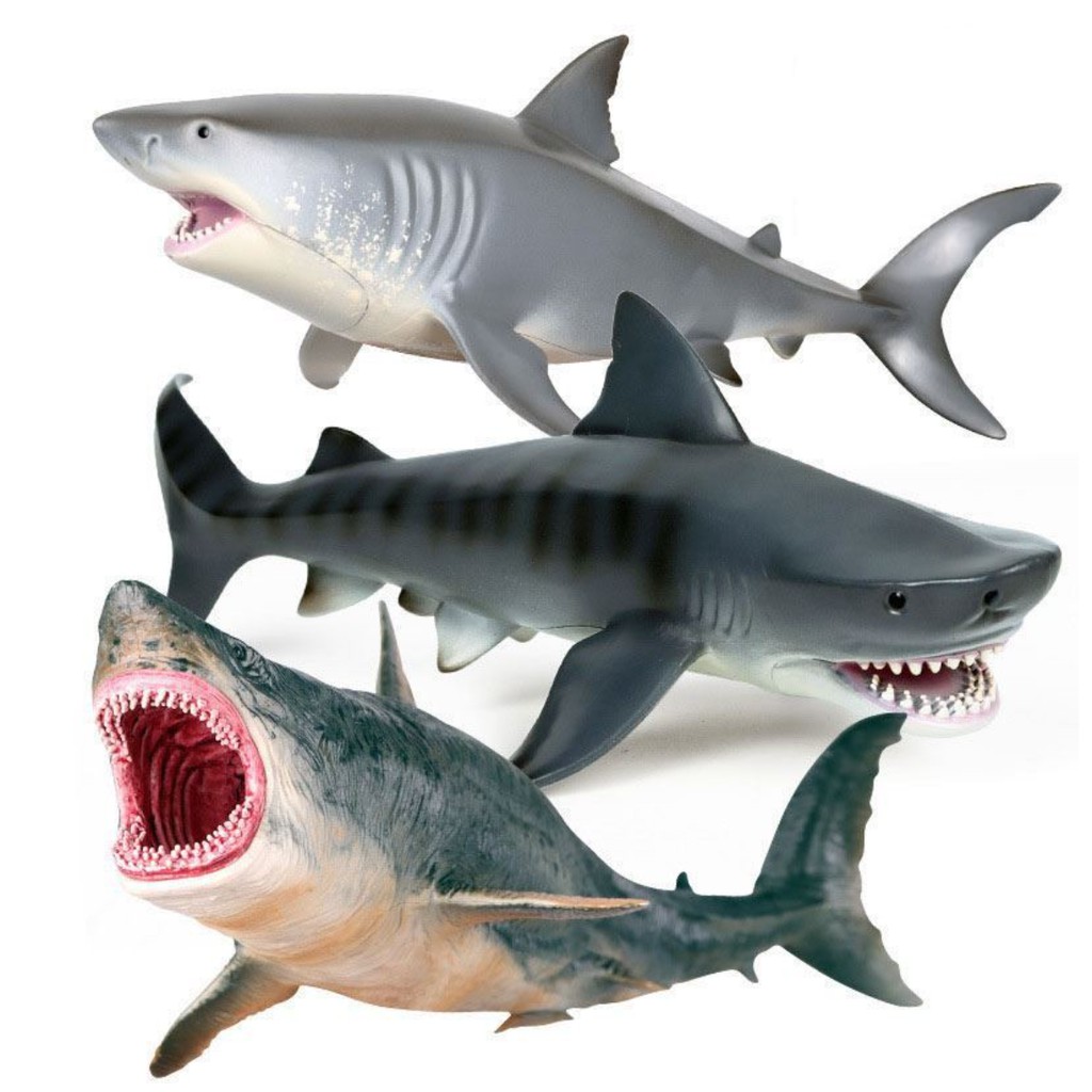 Tiger Shark In Action