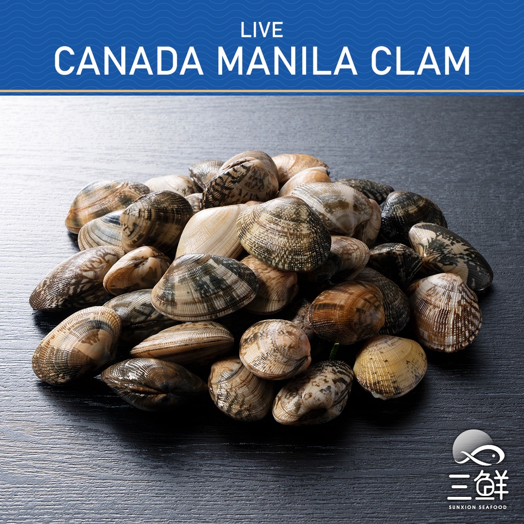 Live Canada Manila Clam - 1KG | Shopee Singapore