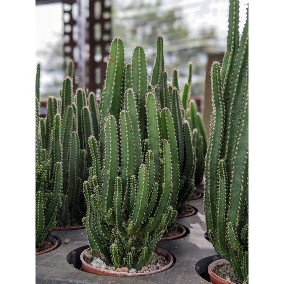Fairy Castle Cactus - Cute and Beautiful House Plant | Shopee Singapore