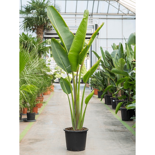 Ravenala Madagascariensis Plant - Fresh Gardening Indoor Plant Outdoor ...