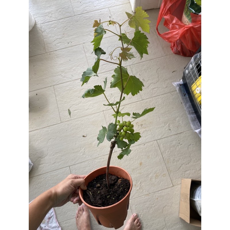 organic edible fruiting grape vine potted plant | Shopee Singapore