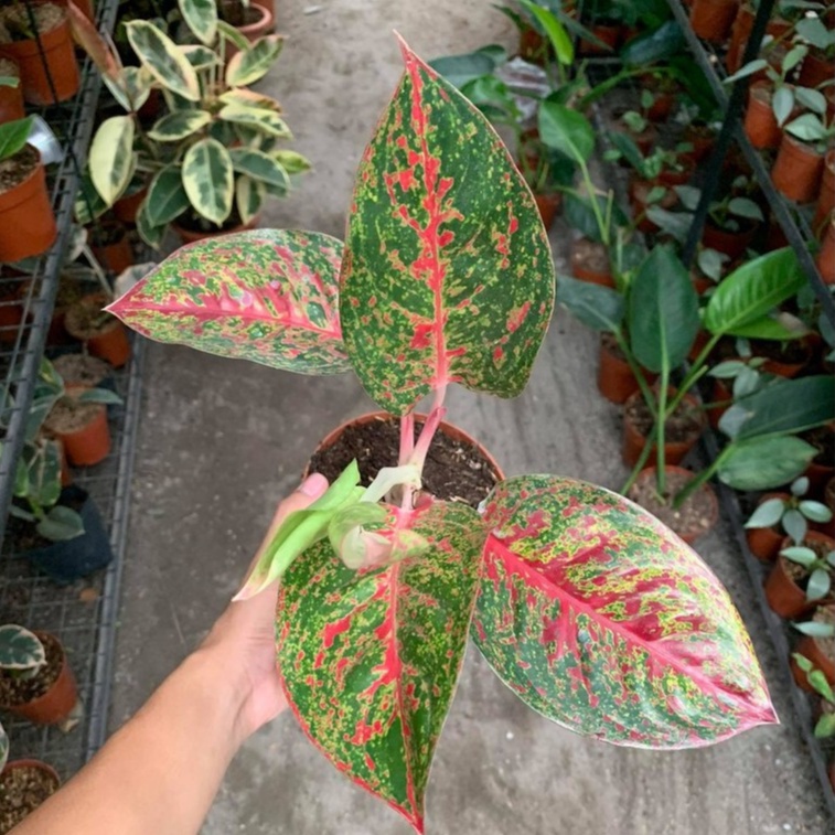 Aglaonema Stardust Red Plant - Fresh Gardening Indoor Plant Outdoor ...