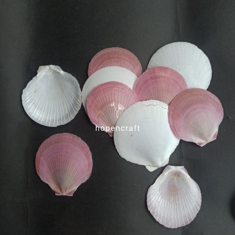 Fan Shells | Shopee Singapore
