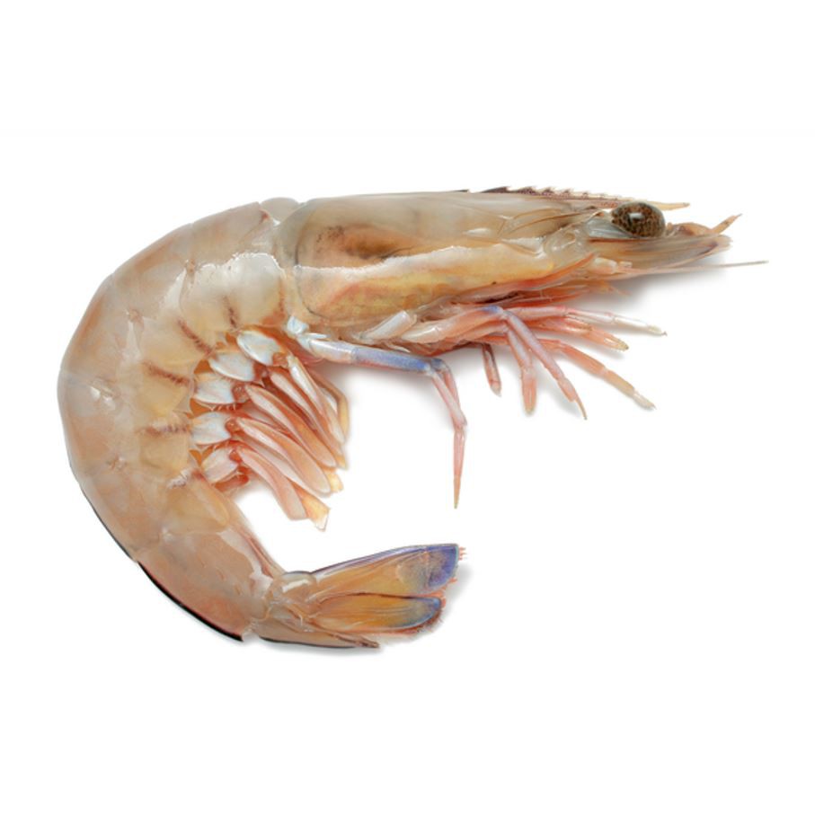Frozen AUS Wild Caught King Prawns U15 (1kg) | Shopee Singapore
