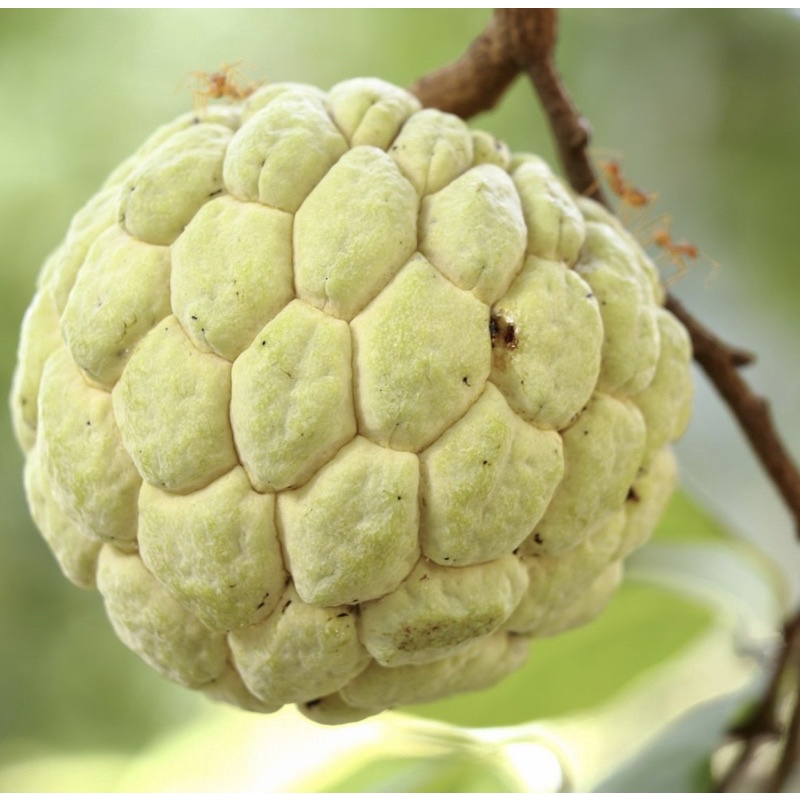 Custard Apple Seeds The sugar-apple or sweet-sop is the fruit of Annona ...