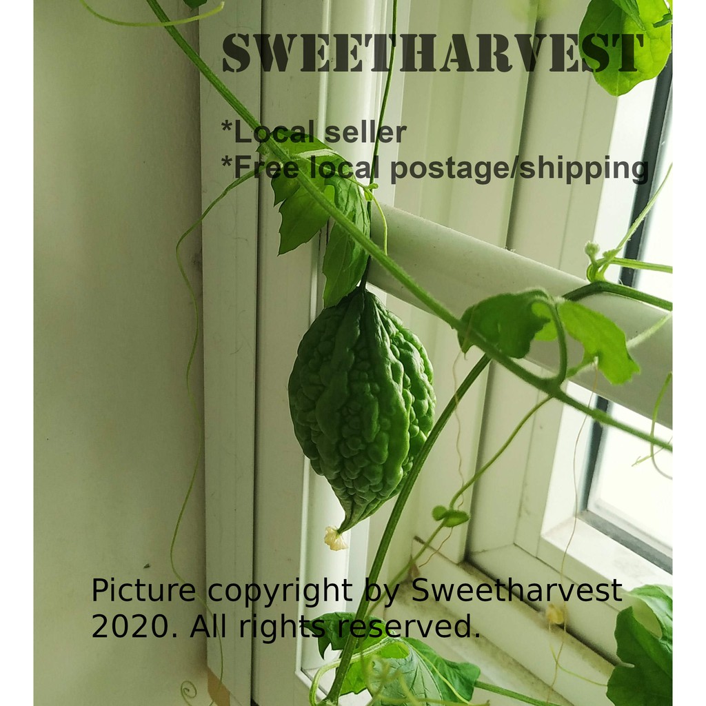 6 seeds Bittergourd / bitter gourd/ bittermelon/ bitter melon (mini ...