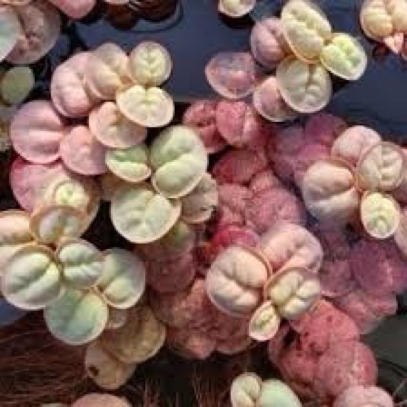 SG READY STOCK | Red Root Floater Aquatic Plant Floating Aquarium ...