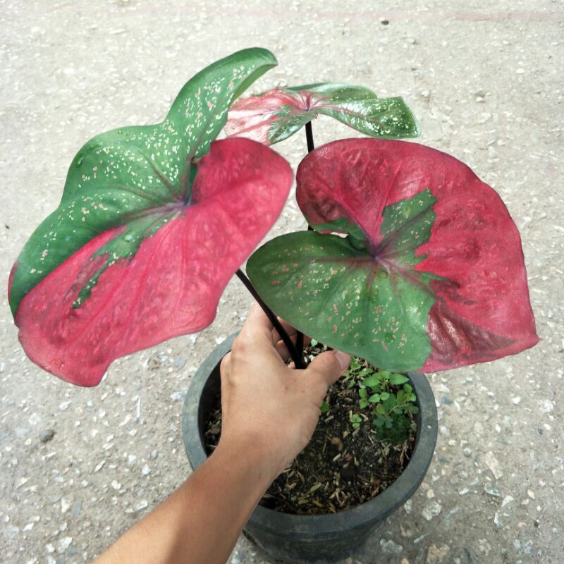 Caladium Red Baret Home & Hobby Gardening & Plants etna.com.pe