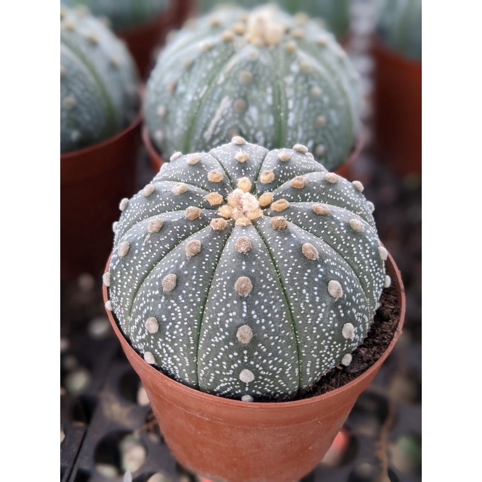 Astrophytum - Beautiful and Unique Looking Cactus Plant | Shopee Singapore