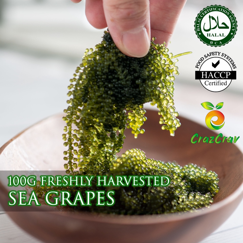 100g SEAGRAPES- LATOK - GREEN CAVIAR - SEA GRAPES - UMIBUDO - AROSEP ...