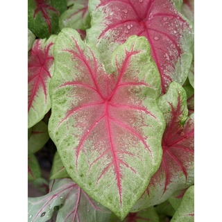 Noi Gardens, Online Shop | Shopee Singapore