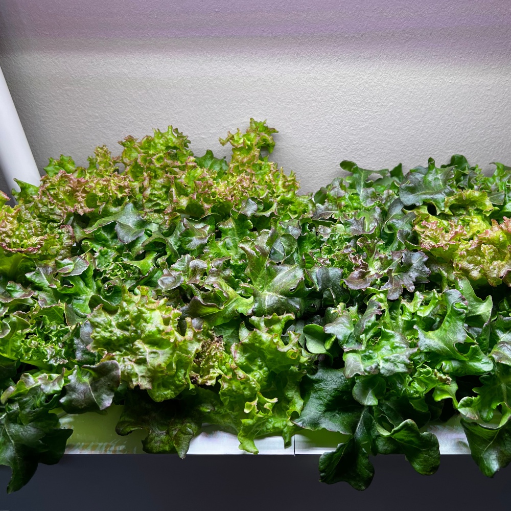 Sprout lab | BioChar, Net Cup and Coaster Kit For Hydroponics | Shopee ...