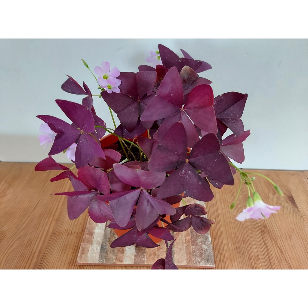 Oxalis Triangularis Purple Shamrock Indoor House Potted Plant | Shopee ...
