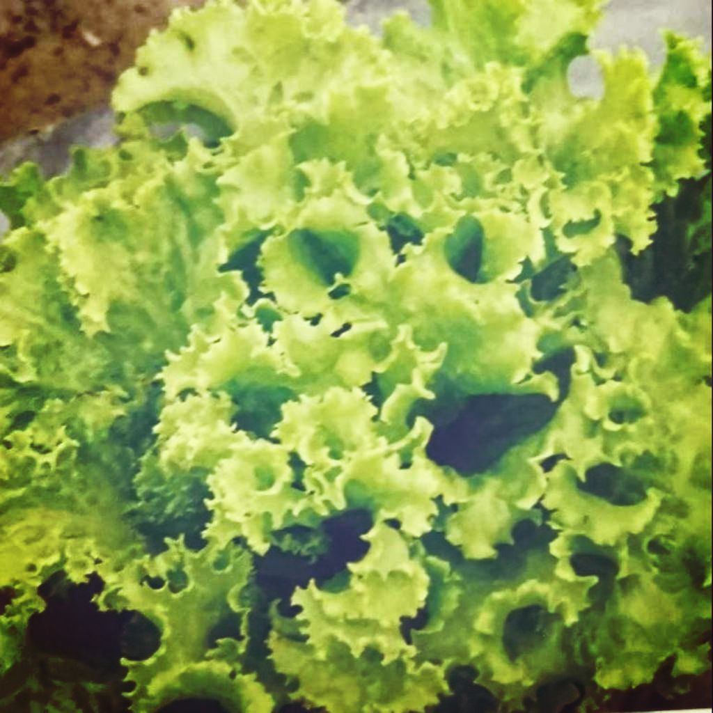 Fion Green Lettuce - *Seeds from SG* | Shopee Singapore