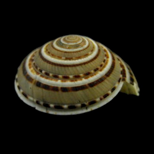 Perspective Sundial - Clear Oriental SeaShell - Natural SeaShells ...