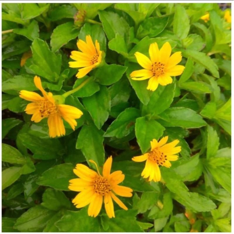 Sphagneticola trilobata, Yellow Creeping Daisy, Wedelia (0.3m) | Shopee ...