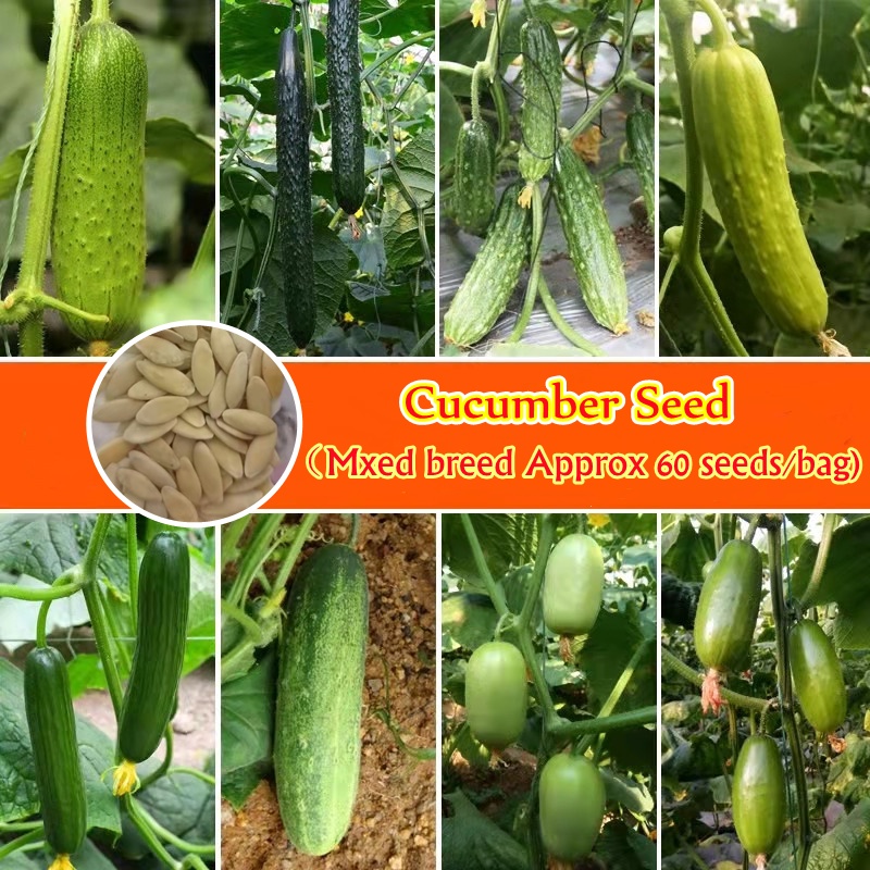 100% Original Japanese Cucumber Seeds (Mixed Breed Approx 60 Seeds ...