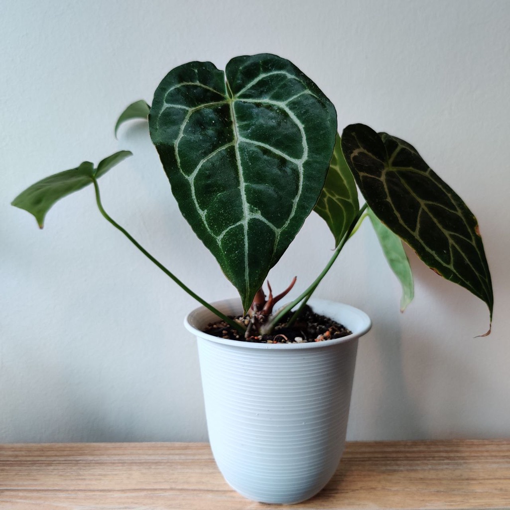 Round Flower Pot (Slim) with FREE saucer - 14cm x 13cm | 20cm x 20cm ...