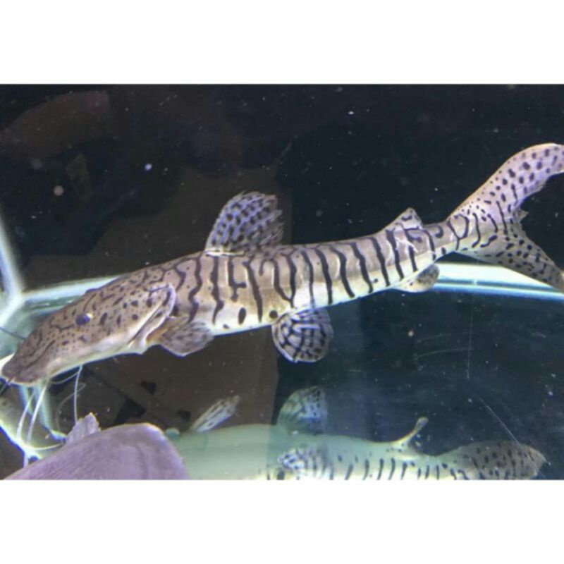 Leopard Shovelnose Catfish