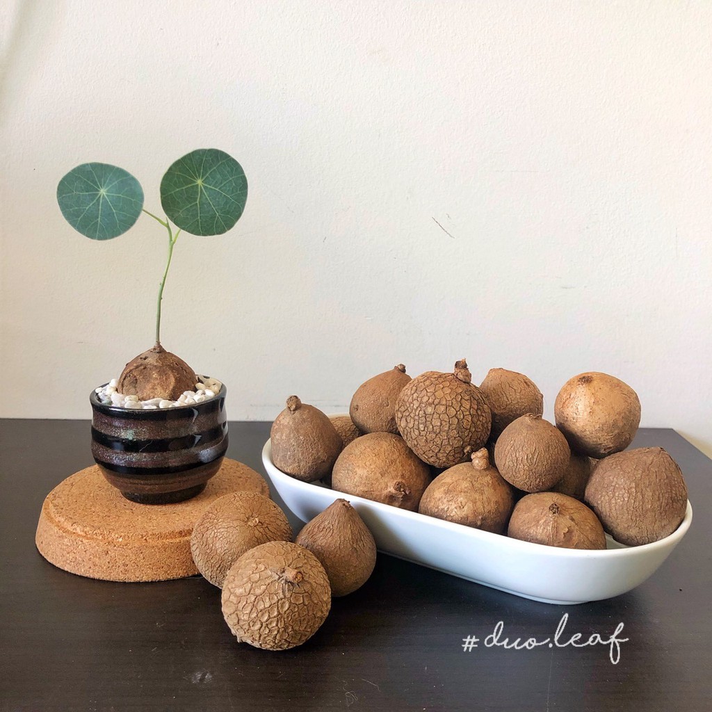 Duo.leaf, Online Shop | Shopee Singapore