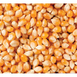 Raw Popcorn 500g Grains Popcorn Corn Kernel 4.99 free delivery | Shopee ...
