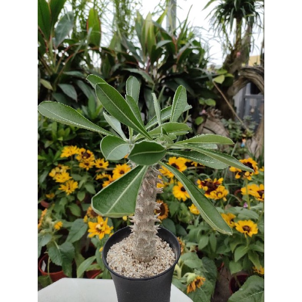 Succulents: Unique & Rare Succulents Cactus Caudex Plants Collection ...