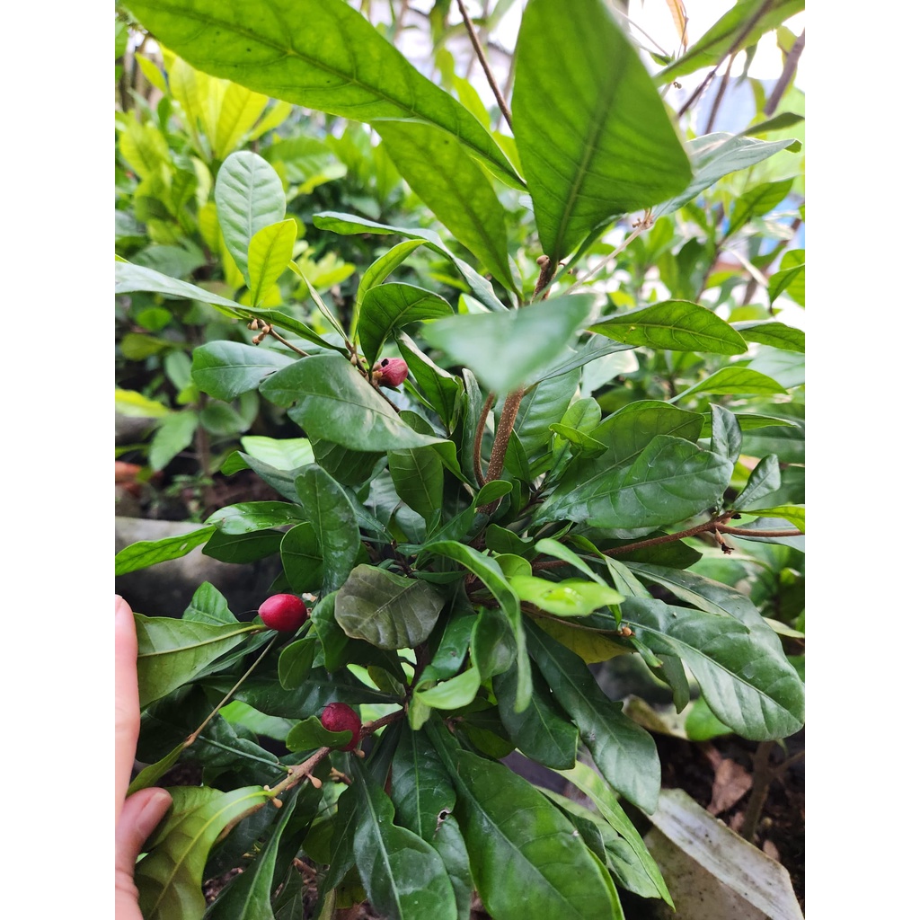 Grafted Miracle fruits/fruit tree /miracle berry/Synsepalum dulcificum ...
