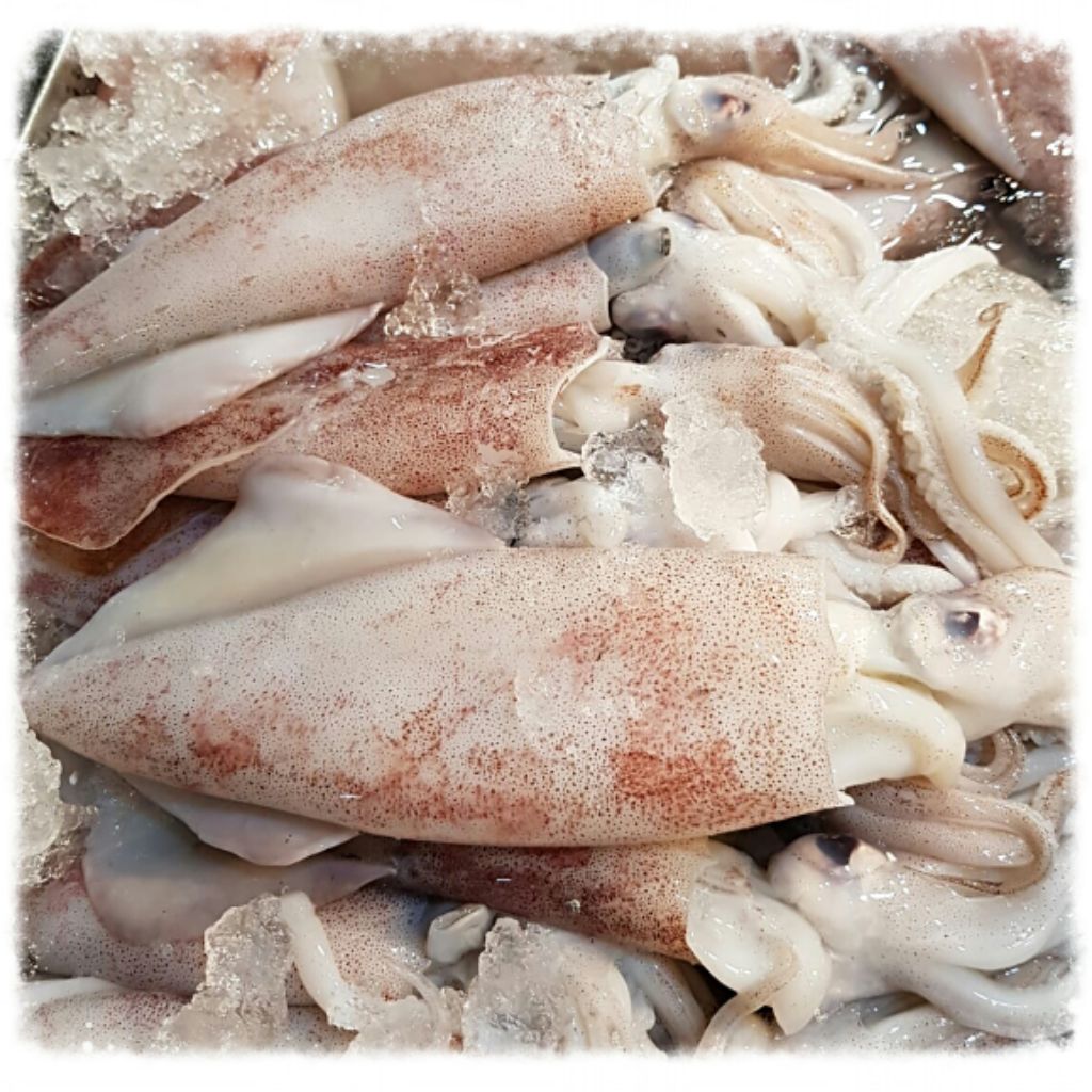 Wild Caught Fresh Squid | Shopee Singapore