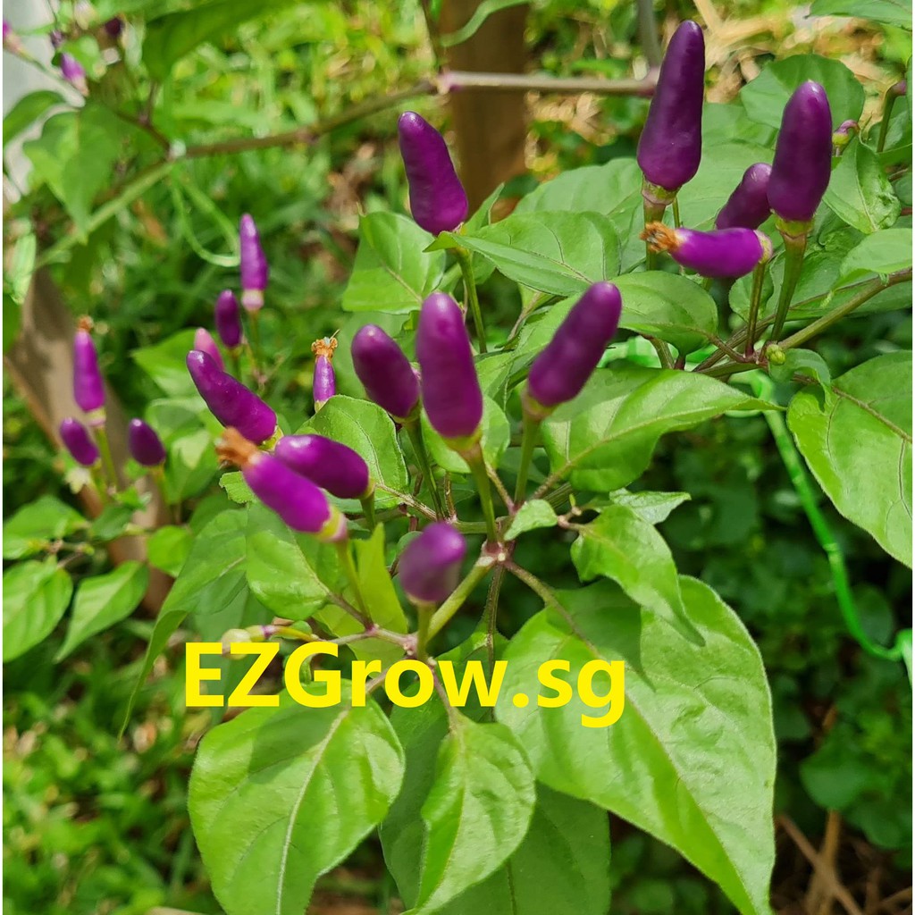 8 Purple Chili Seeds Plants Seeds Garden seeds Vegetable seeds (fr SG ...