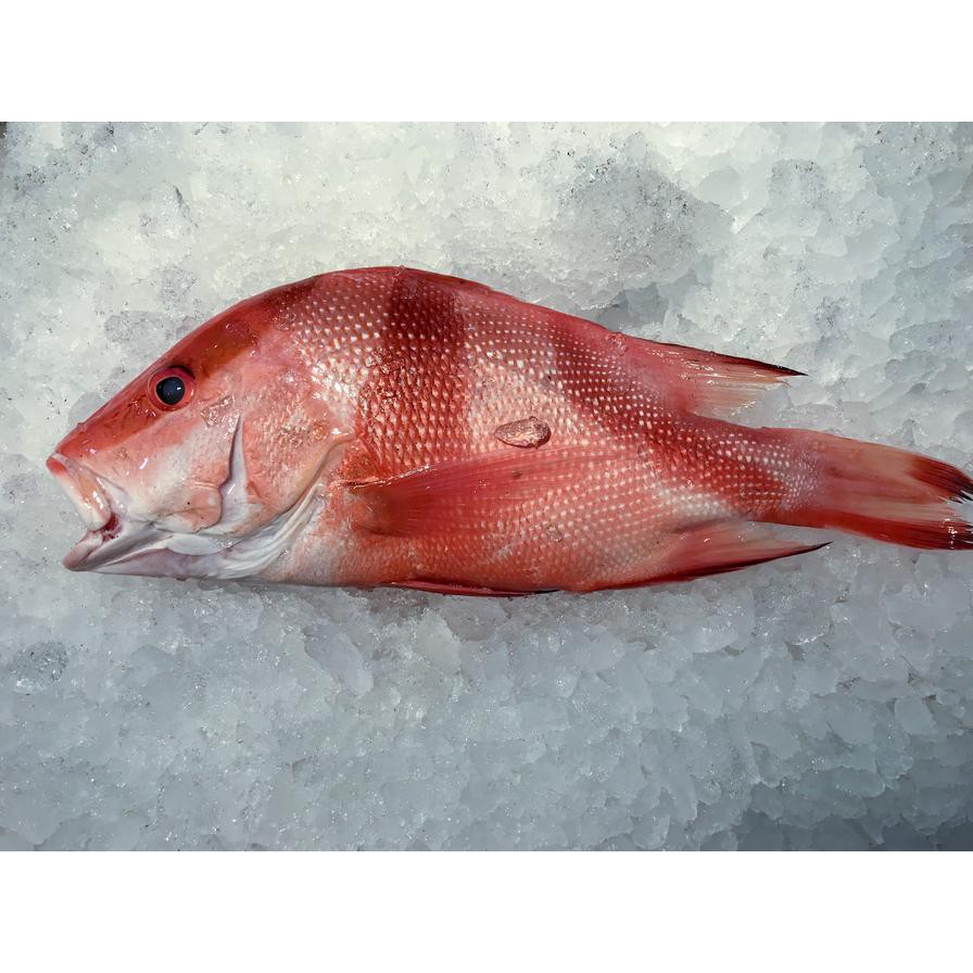 Dish The Fish Big Snapper | Shopee Singapore