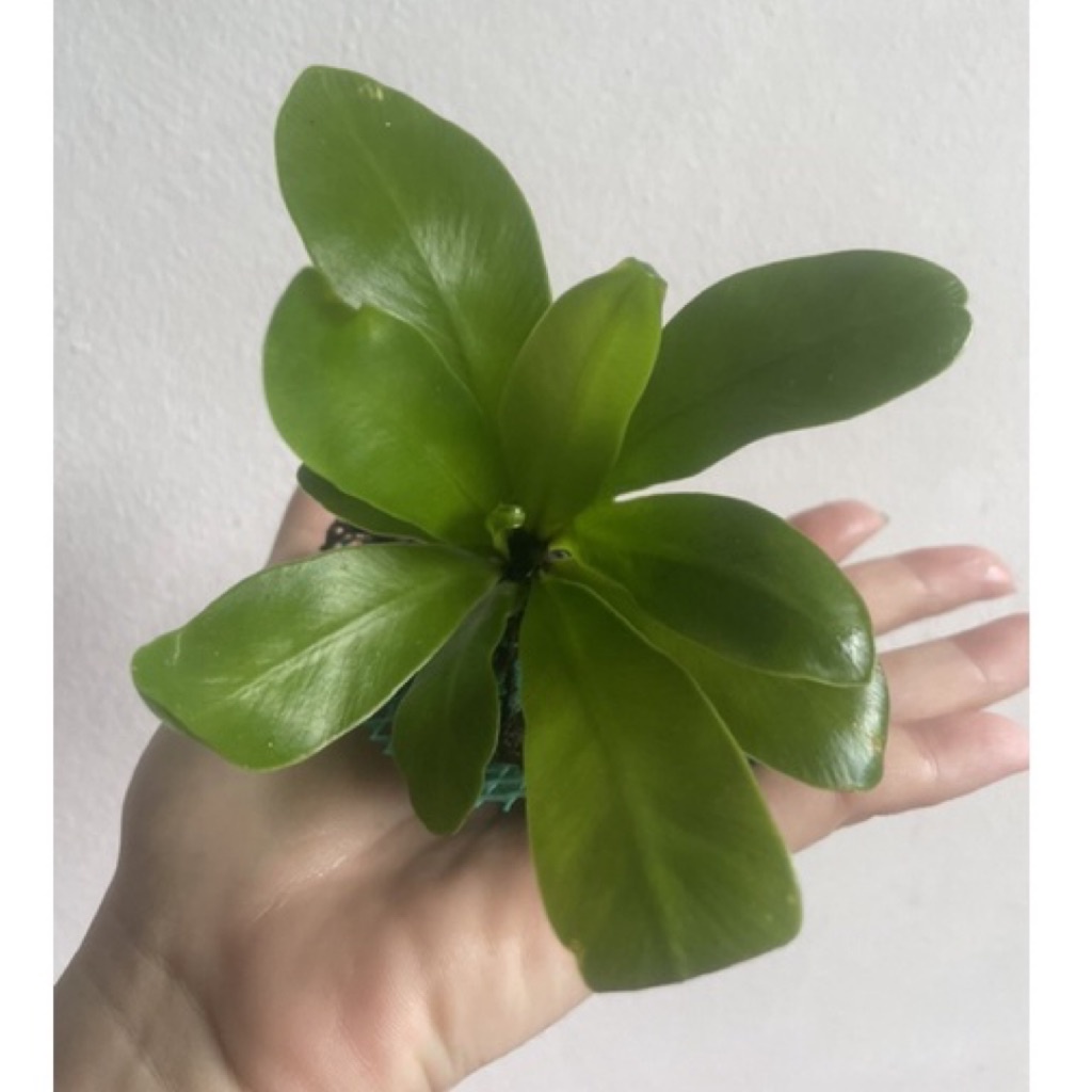 Mini Palm Size Bird's Nest Fern or Asplenium nidus Live Plant for ...