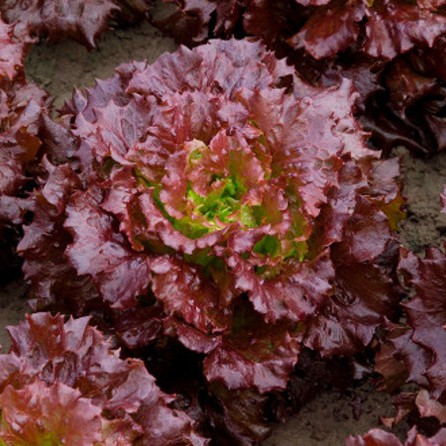 150 Red Batavia Lettuce seeds (fr SG) | Shopee Singapore