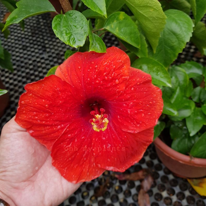 Hibiscus hybrid red flower , ~350 to 450mm tall in 8-9inch pot ...