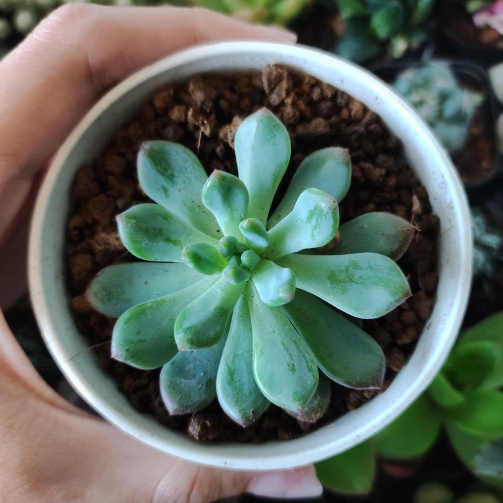 Assorted Bareroot Succulents / Cacti | Mini Succulent / Cacti Plants ...