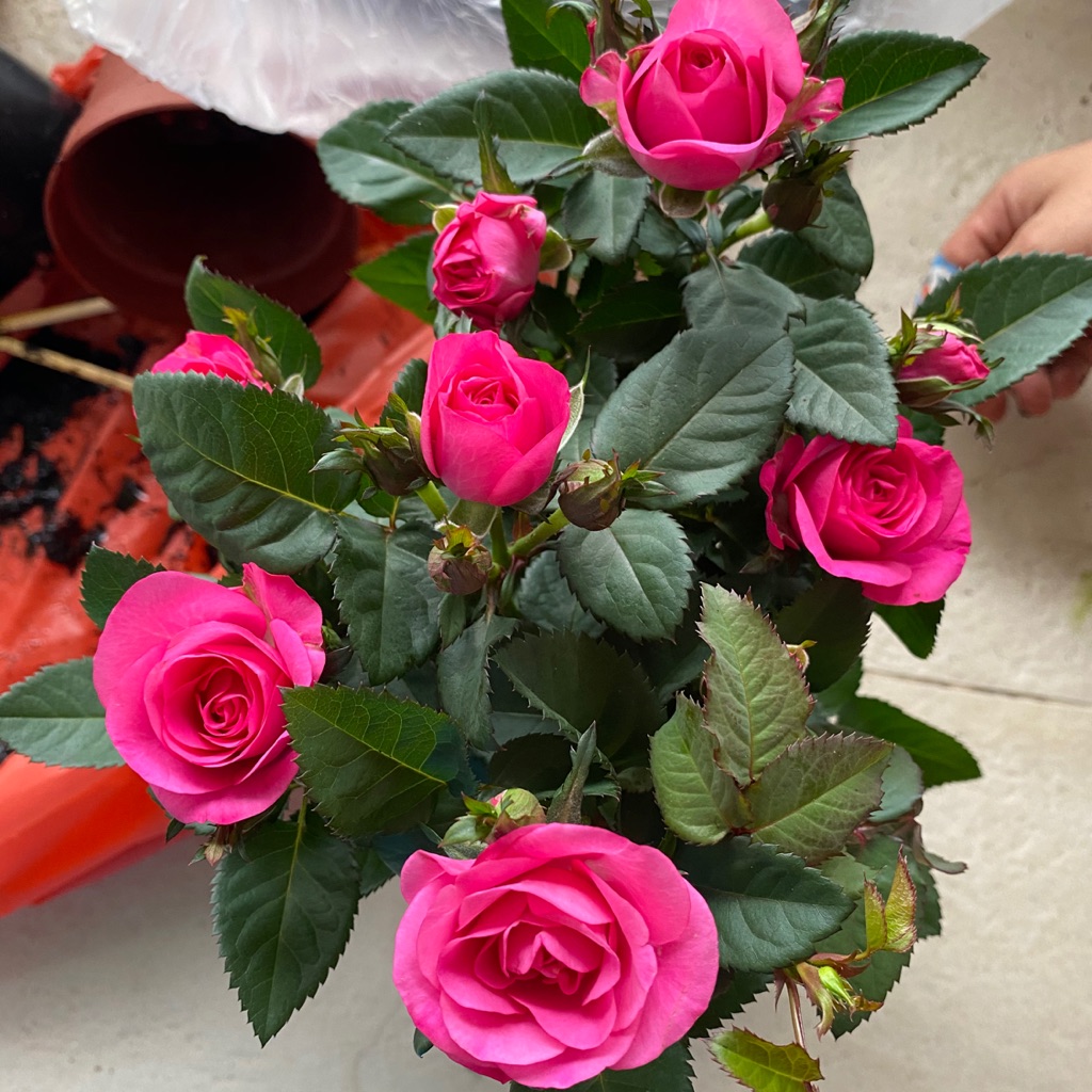 Mini Dwarf Rose Plant in a pot potted | Shopee Singapore