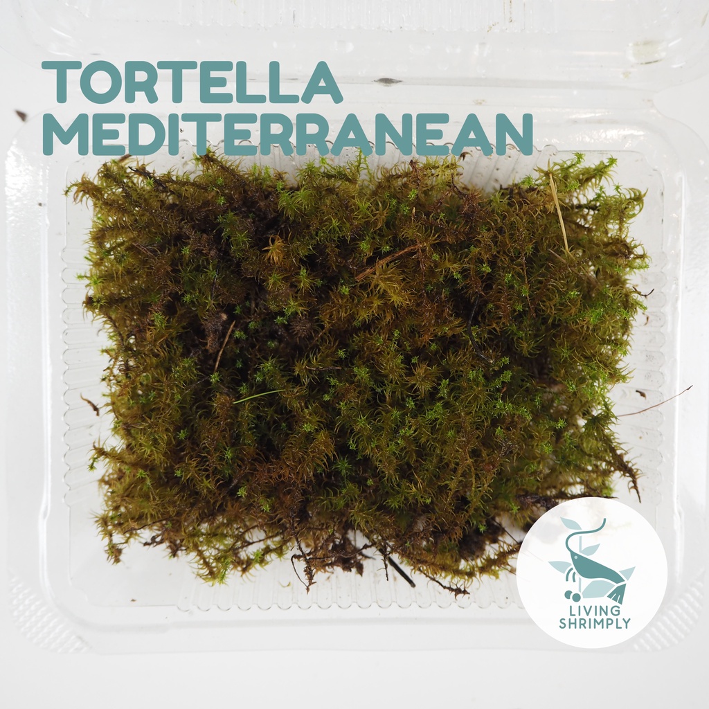 Unveiling the Secrets of Tortella: A Journey into the World of ...