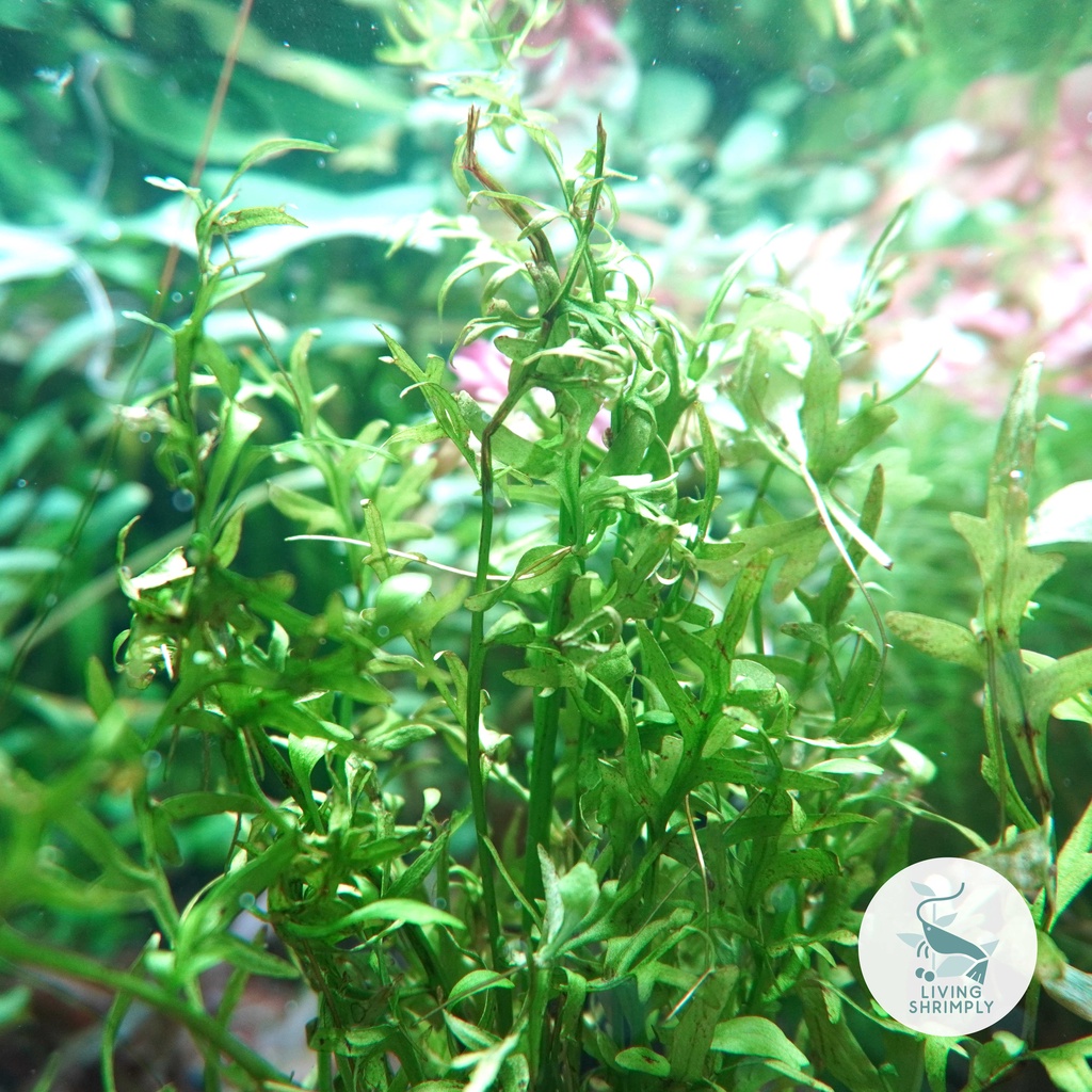 [Live Aquatic Plant] Water Sprite / Ceratopteris Thalicroides Emersed ...