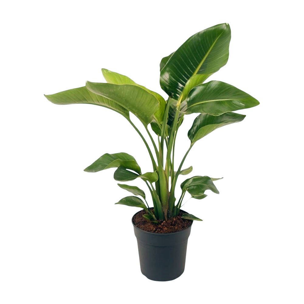 Strelitzia Alba Plant Bird of Paradise Plant - Fresh Gardening Indoor ...