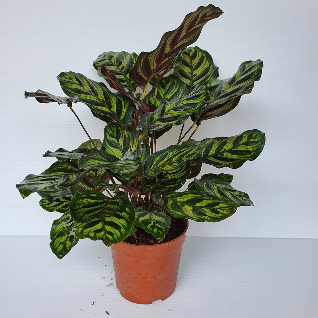 Calathea makoyana , Goeppertia makoyana, Maranta makoyana ( Peacock ...