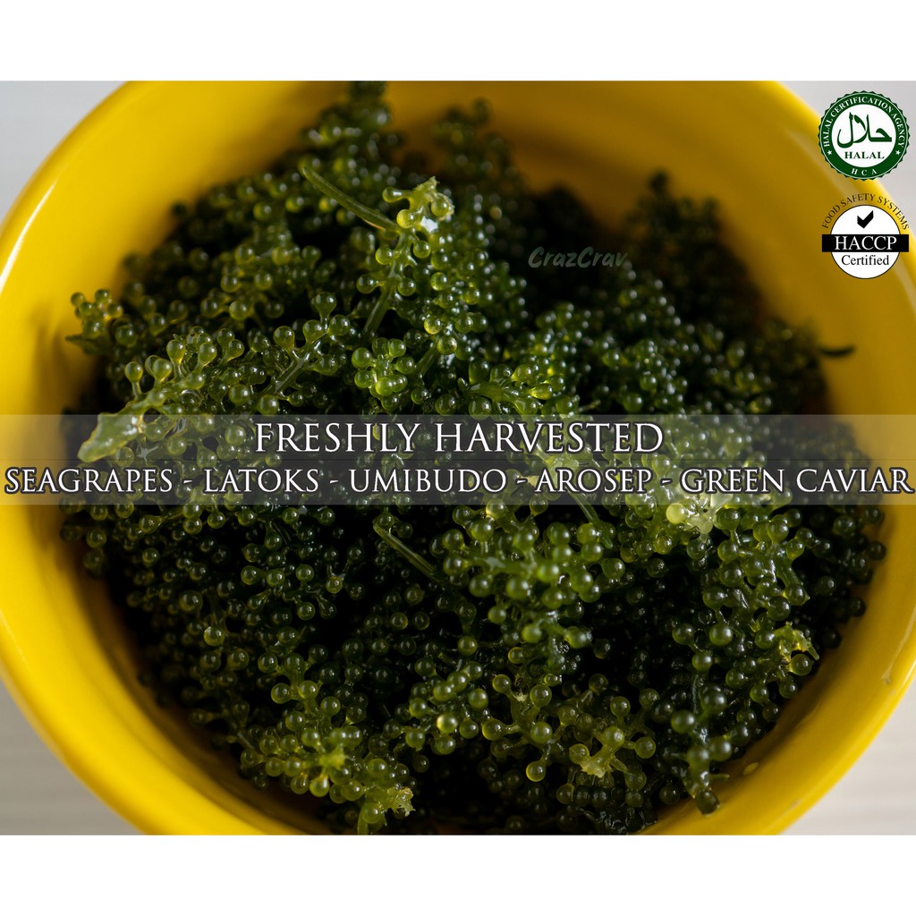 200g Freshly Harvested SEAGRAPES- LATOK - GREEN CAVIAR - SEA GRAPES ...