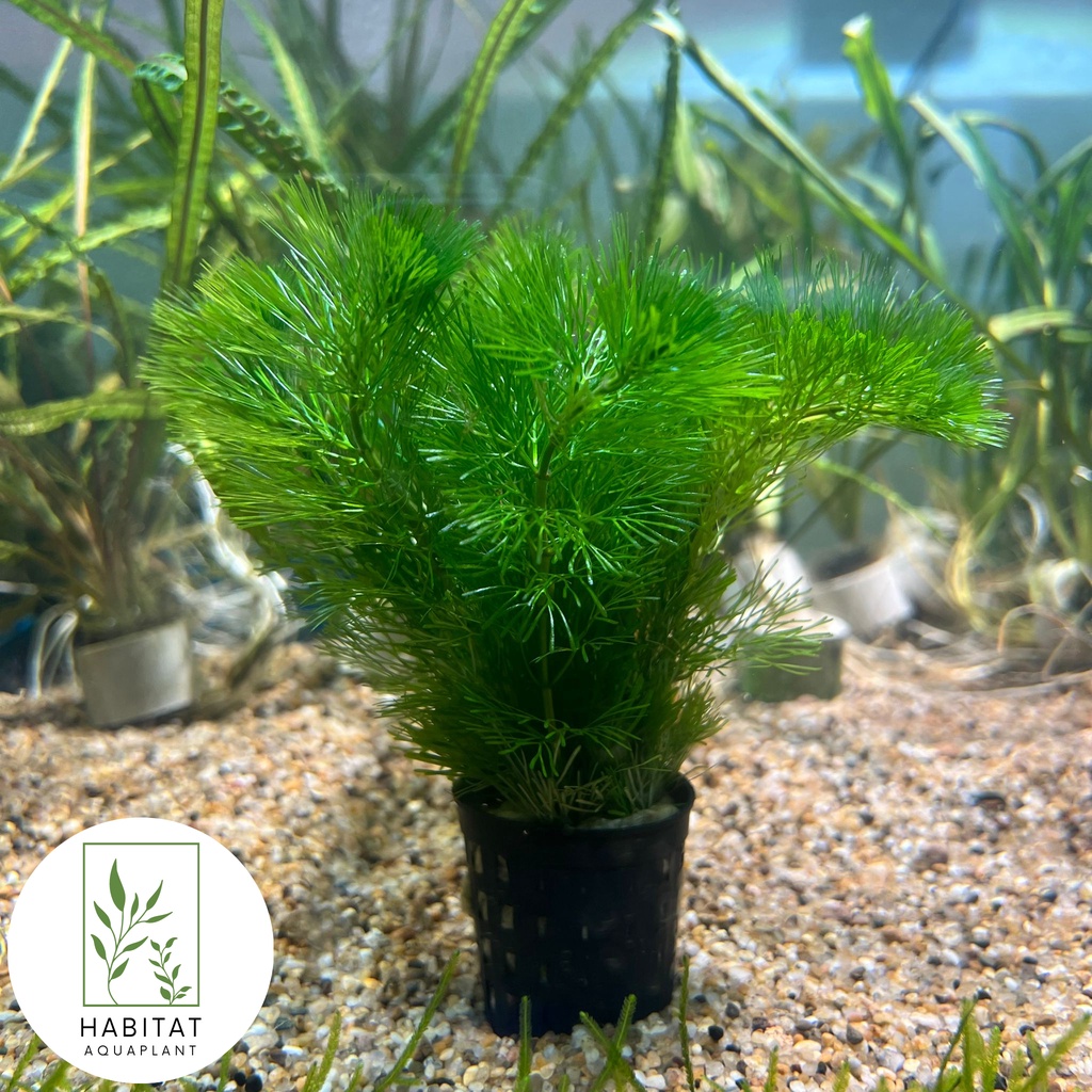 Cabomba Caroliniana Fresh Live Aquarium Aquatic Plants | Shopee Singapore