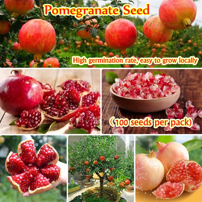 100% Original Angel Red Soft Pomegranate Seeds Fruit Tree Seeds for ...