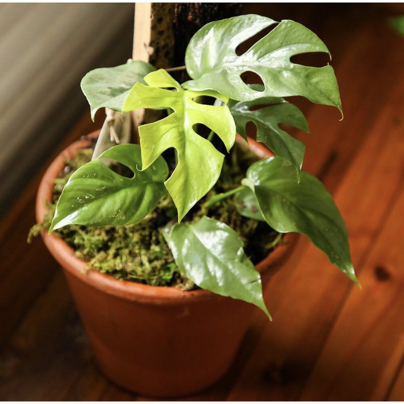Rhapidophora tertrasperma/ Mini Monstera / Dwarf Monstera ...