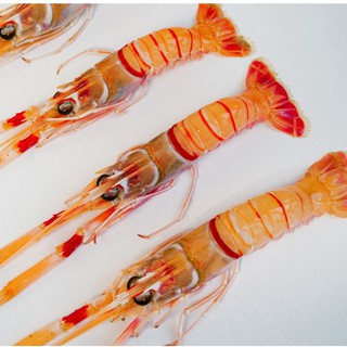 [Miss A's] Frozen Wild Caught NZ Scampi (Sashimi Grade ) 新西兰 xxl size ...
