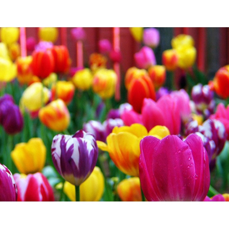 Tulip tuber seeds one Pc Free Normal Mail(OLP)from SG | Shopee Singapore