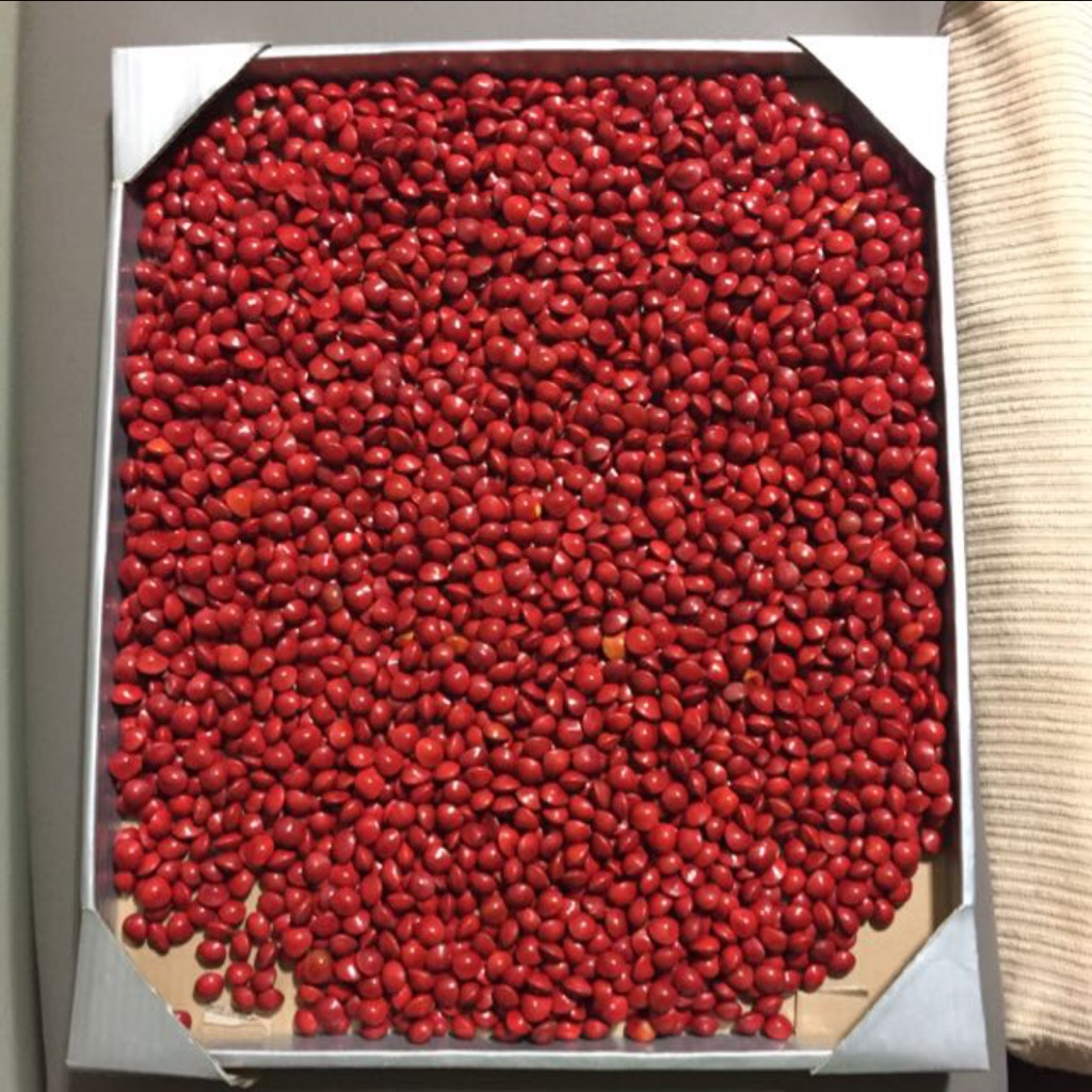 Saga Seeds Xiang Si Dou Love Seed | Shopee Singapore