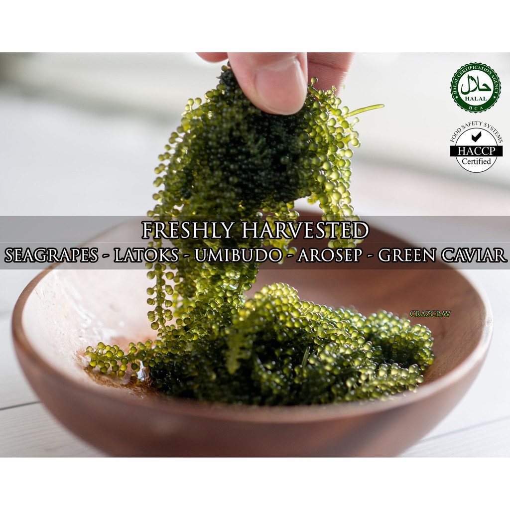 100g SEAGRAPES- LATOK - GREEN CAVIAR - SEA GRAPES - UMIBUDO - AROSEP ...