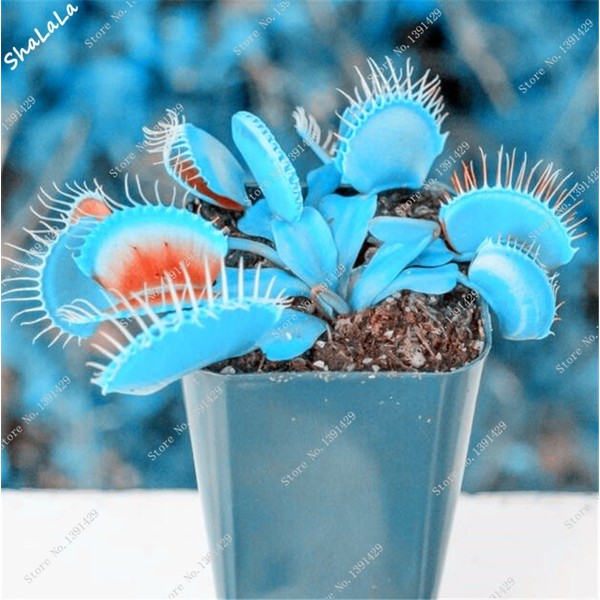 moi hoot this venus flytrap seeds from shopee, most likely is a scam ...