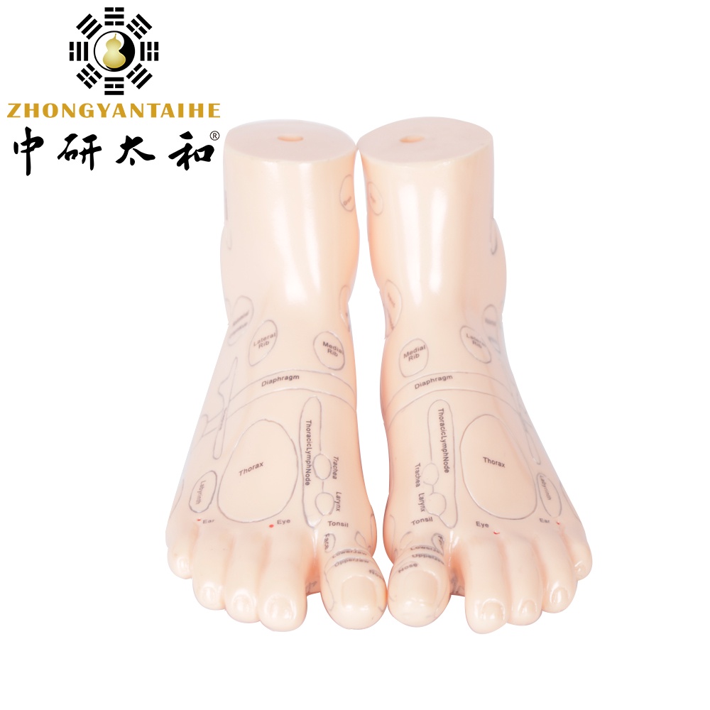 ZHONGYAN TAIHE Pair of Human Feet Acupoint Model for Reflexology ...