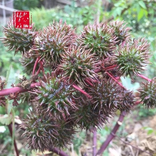 100% Original 10-15pcs/Bag Two Colors Ricini Semen Seeds for Planting ...